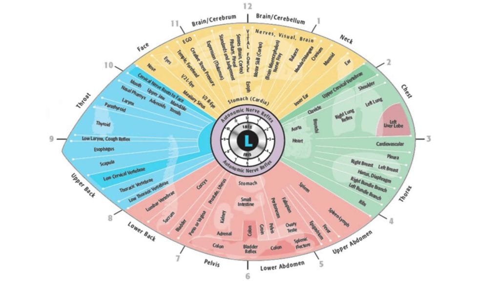 Left Iris Chart: Complete Guide To Asymmetrical Health Analysis