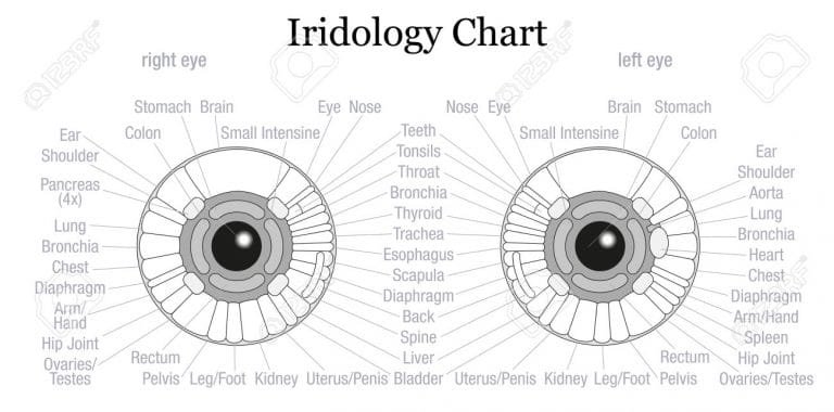 Eye Body Chart – MAIKONG Iridology Camera - Iriscope-Leading Manufacturer