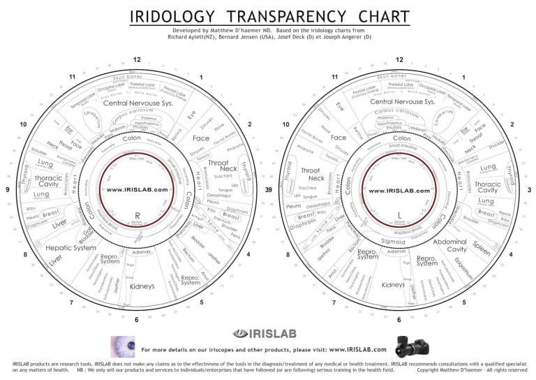 How To Read Iridology Chart: The Definitive Guide – MAIKONG Iridology ...