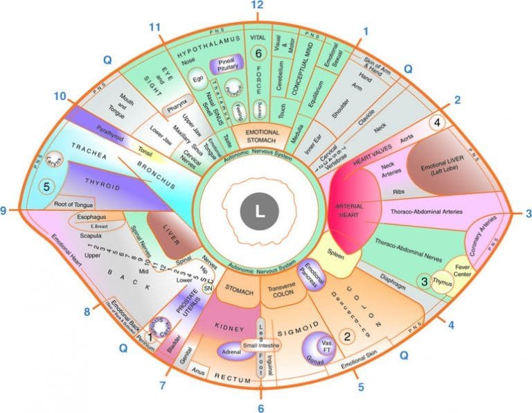 Free Iridology Chart – MAIKONG Iridology Camera - Iriscope-Leading ...