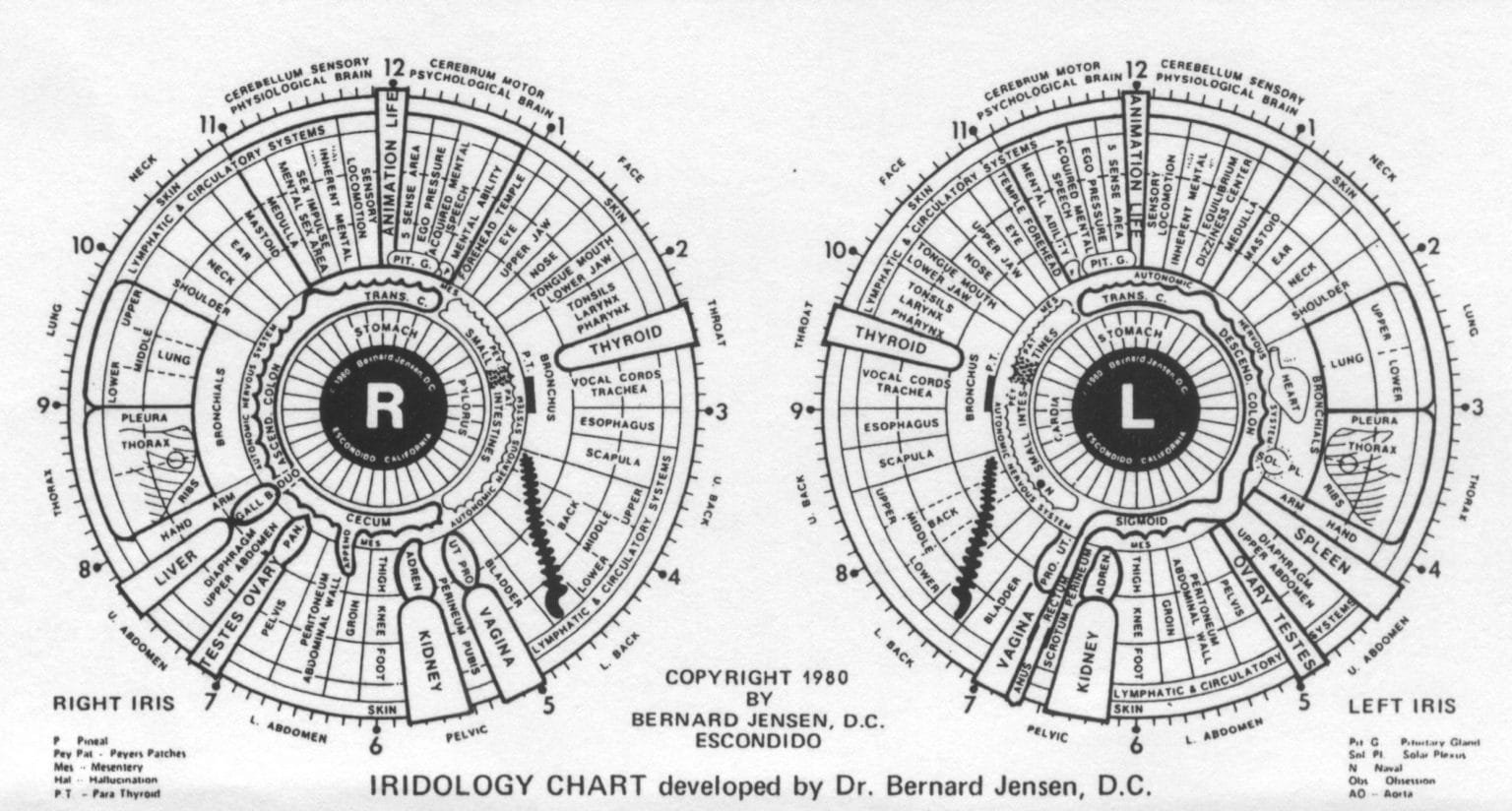 Understanding The Iridology Chart: Complete Guide To Iris Analysis