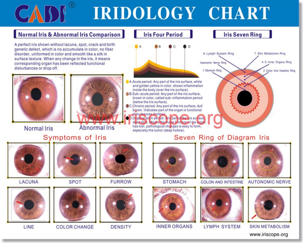 What Is Iridology? Understanding The Study Of The Iris