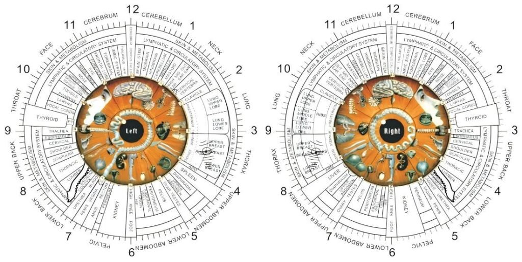 How Iridology Iris Diagnosis Is Practiced Worldwide | Expert Guide