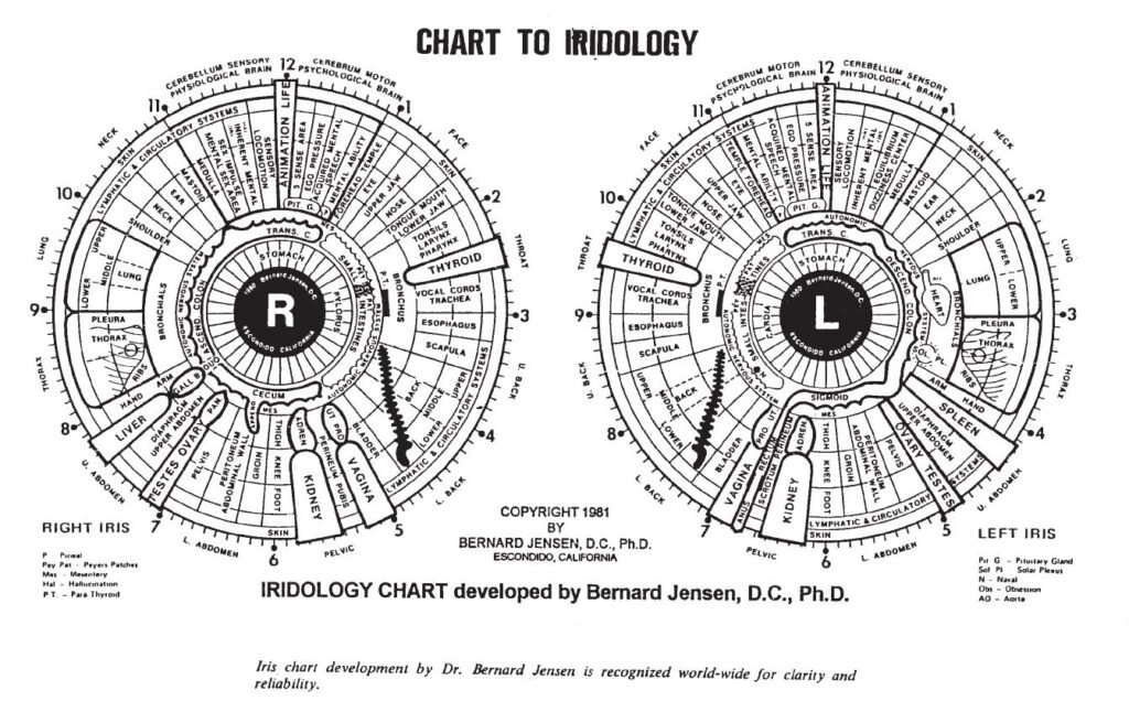 Mapa Iridológico Jensen: Guía Completa De Análisis Del Iris